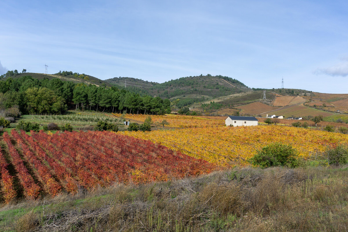 Florence Wine and Food 2023 Wine Sip and Savor (Part 3) - The Bottle Talk